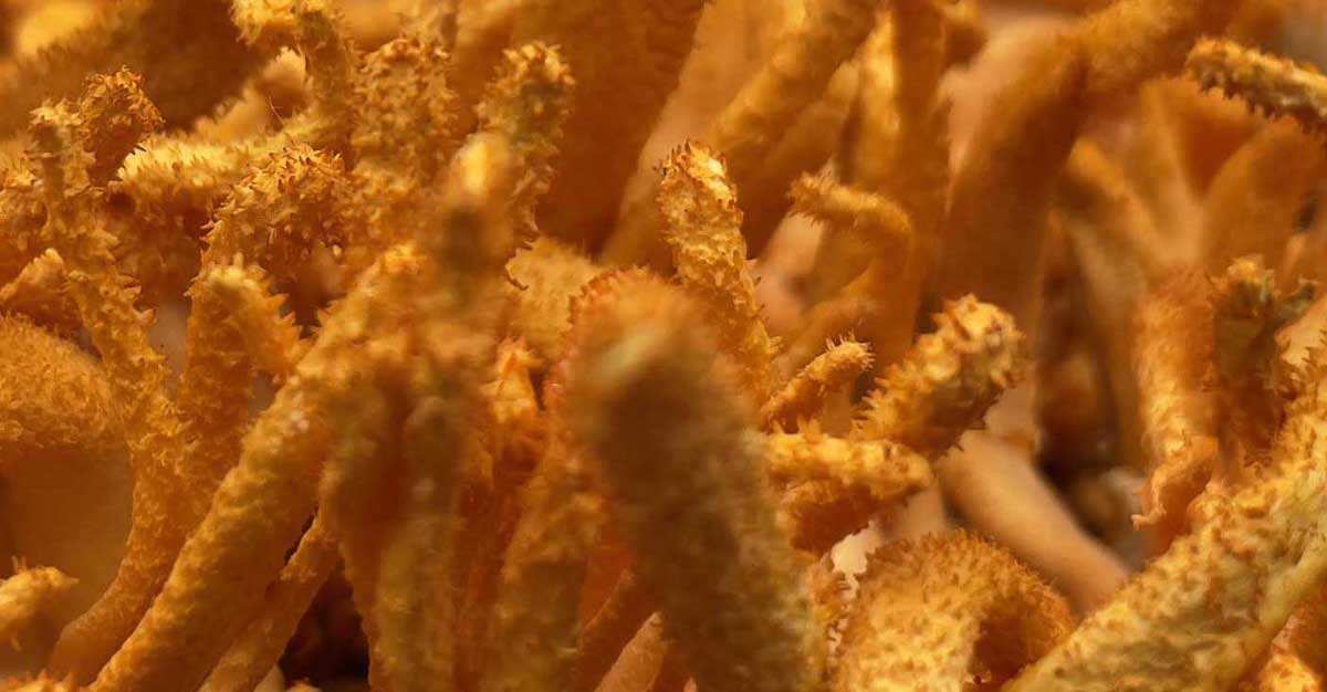 Cordyceps Mushroom Supplement: The Brain Boosting Fungus - Guided By ...